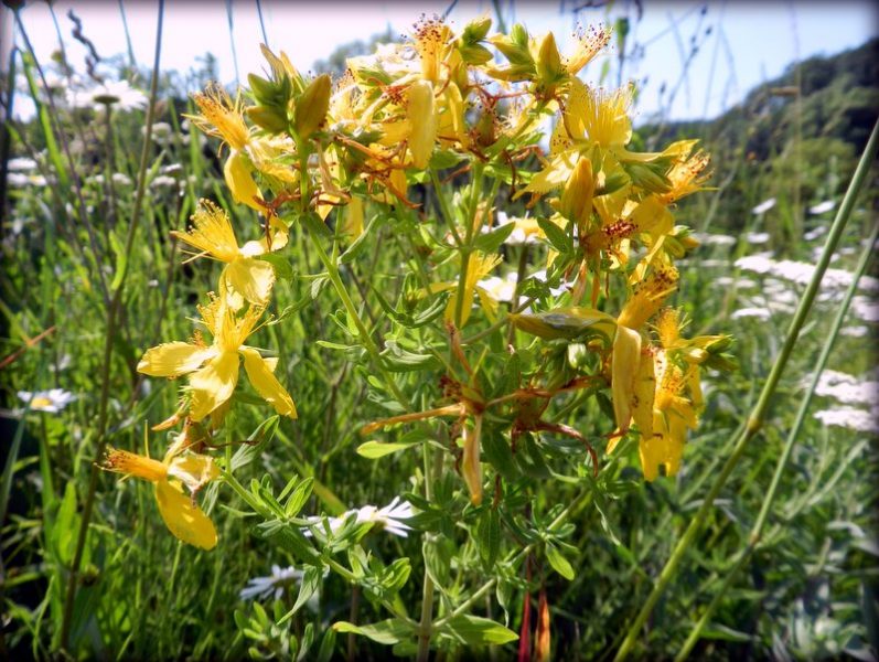 Upute kako da prepoznate kantarion i da iskoristite njegova ljekovita ...