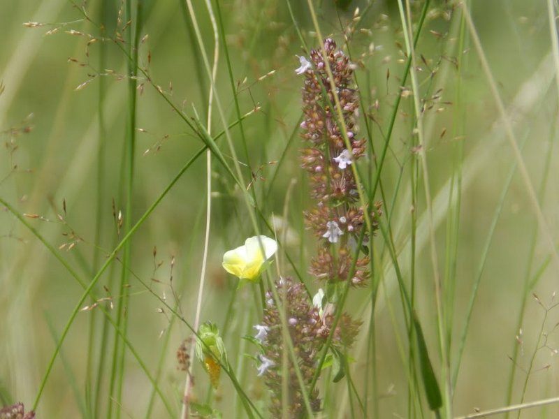Šta je arteroskleroza, uzrok njenog nastajanja i kako je treba liječiti ...