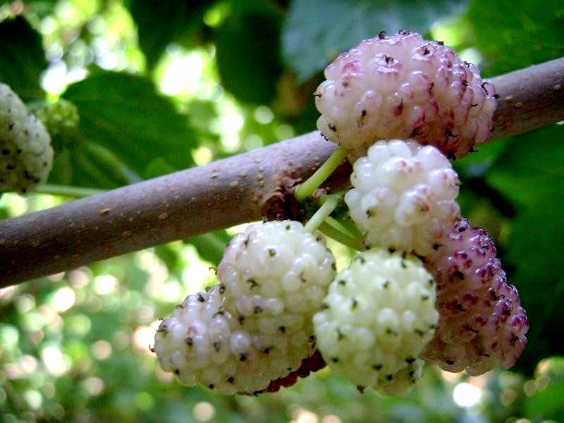 Bijeli dud, biljka zdravlja i lijepog ukusa. - Kućni ljekar